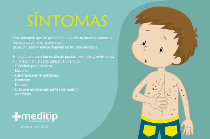 Alergia a los insectos: causas, diagnóstico y tratamiento - Meditip