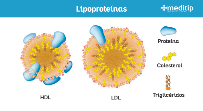 Lipoproteínas - Meditip