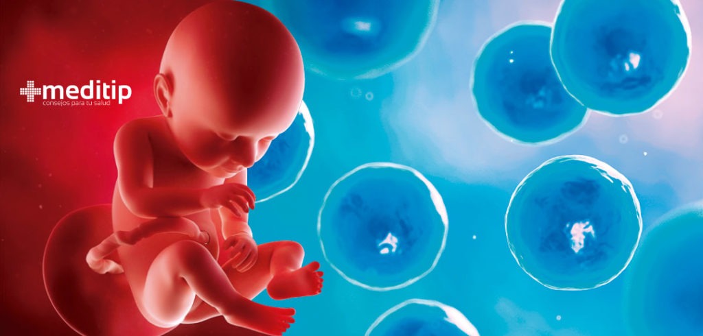 Mitos y verdades sobre las células madre - Meditip