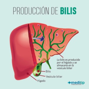 Bilis: un elemento esencial en la digestión de las grasas