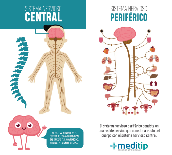 Sistema Nervioso Definición Tipos Y Función Meditip