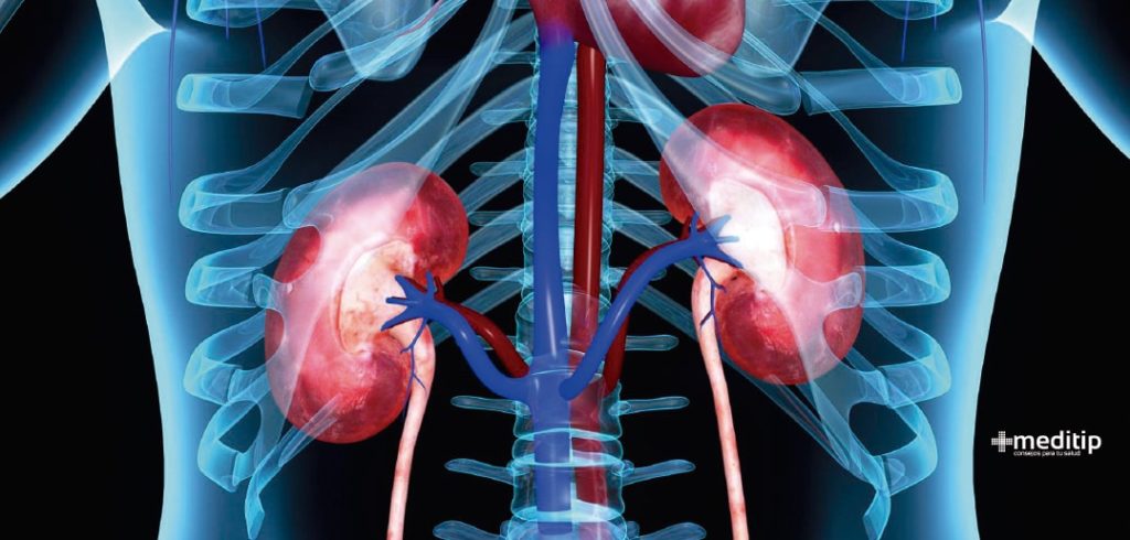 Los riñones: estructura, función y detección temprana de enfermedades