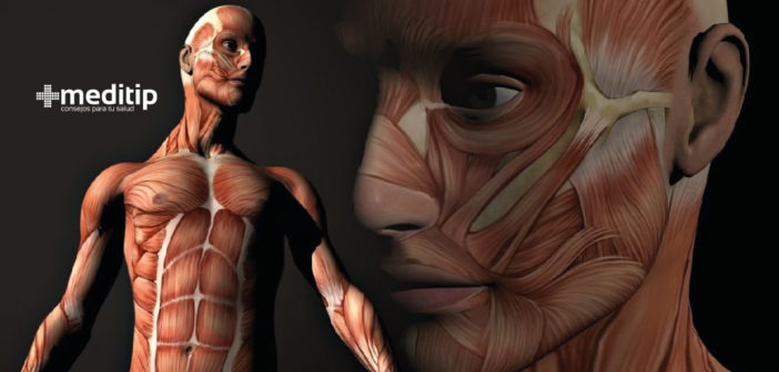 Sistema muscular: función y estructura de los músculos - Meditip