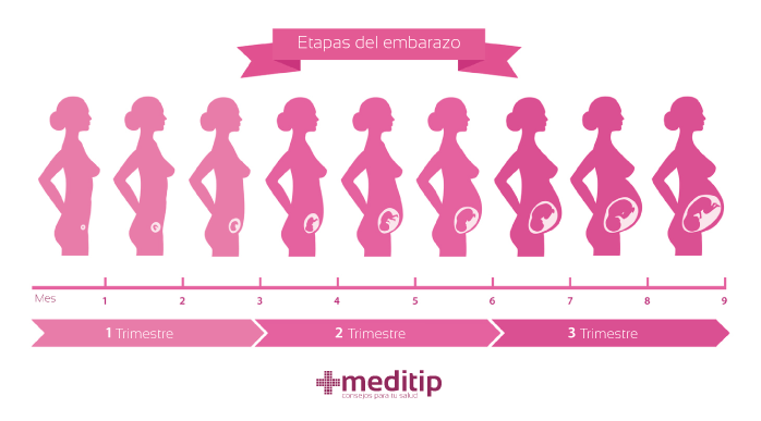 Qué es el embarazo: etapas, nutrición y riesgos de salud - Meditip