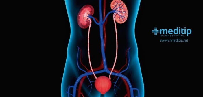 Sistema urinario: anatomía y función de la orina - Meditip