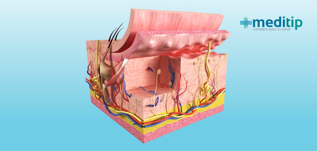 Análisis de las tres capas de la piel: estructura y funciones - Meditip