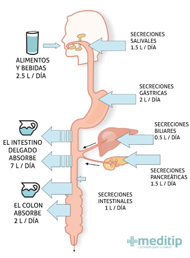 Diarrea de muchos días: en qué momento debes buscar atención médica