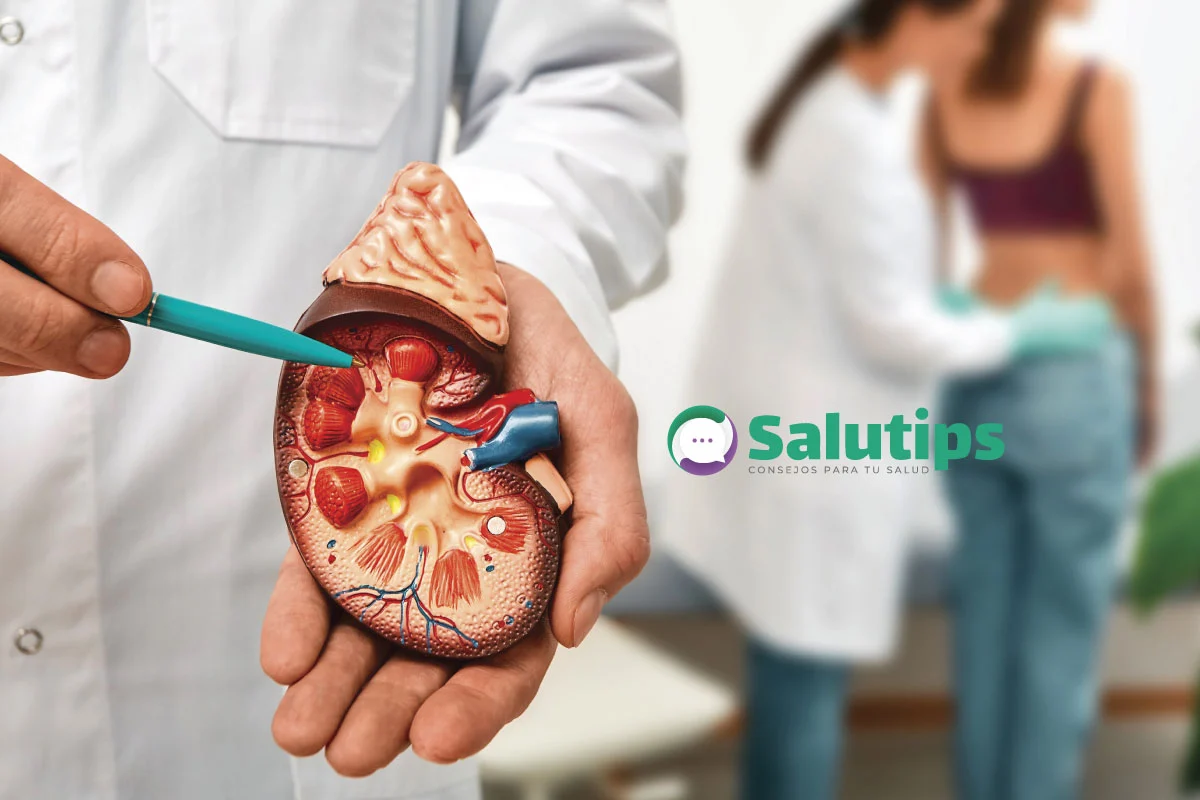 Los riñones: estructura, función y detección temprana de enfermedades