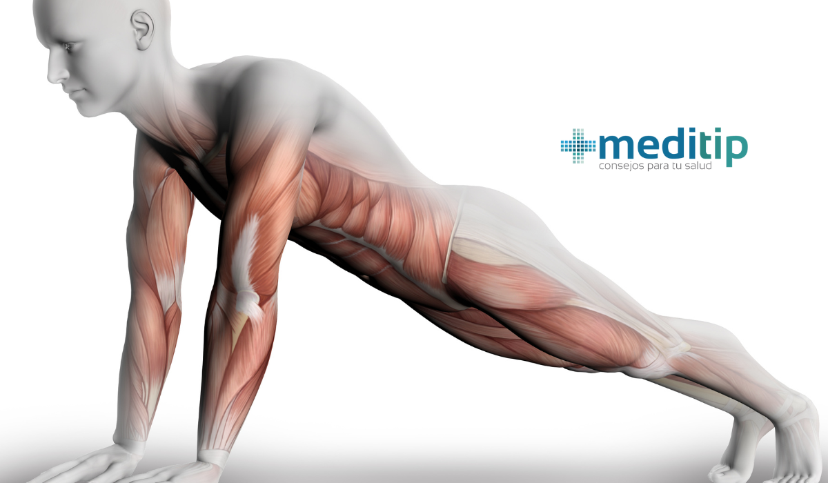 Fortalecimiento Muscular: Clave para el Dolor de Columna - Meditip